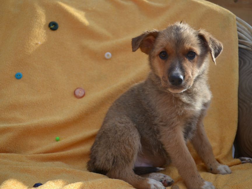 Щенок мальчик