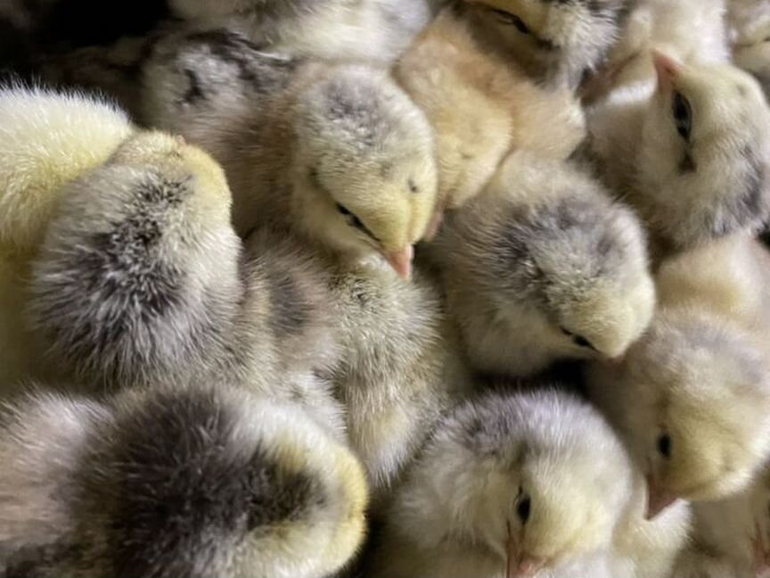 Цветной бройлер