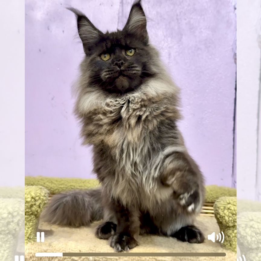Котик черный дым