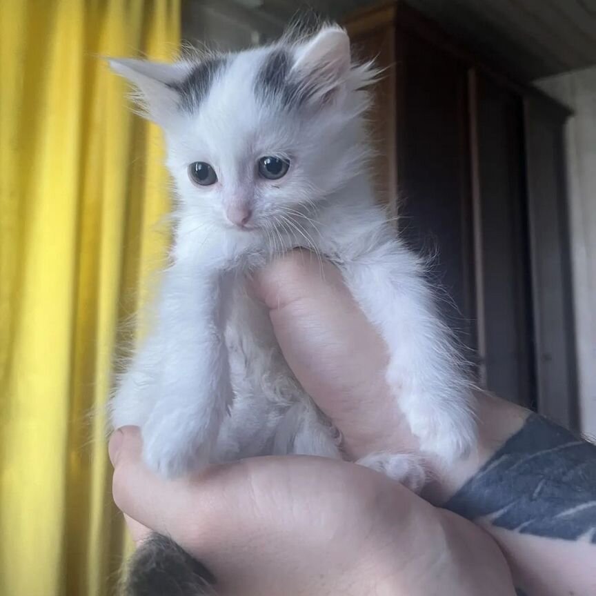 Котёнок в добрые руки