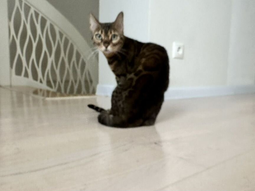 Киска мурыска бенгал