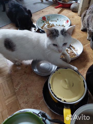 Котик зайка ищет дом