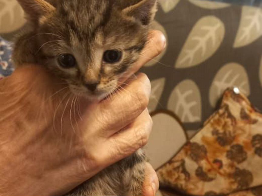 Котята ищут дом