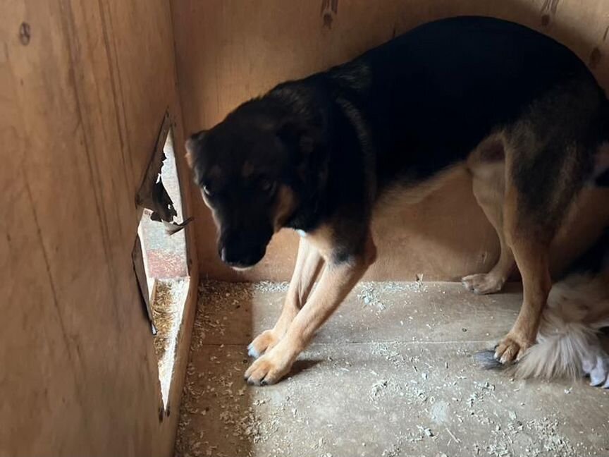 Спасите песика из приюта