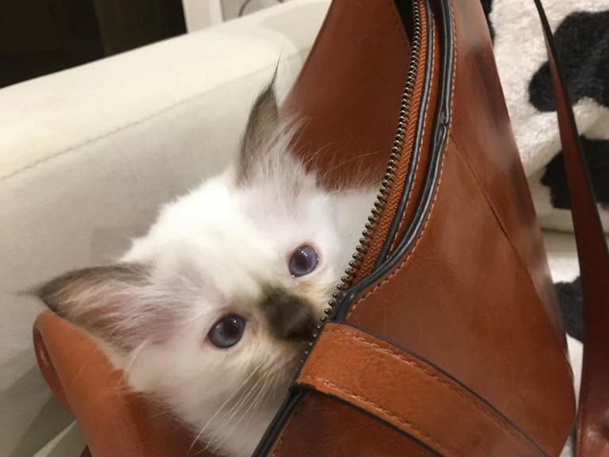 Кошечка Священной Бирмы