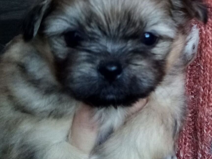 Малыши шит цу