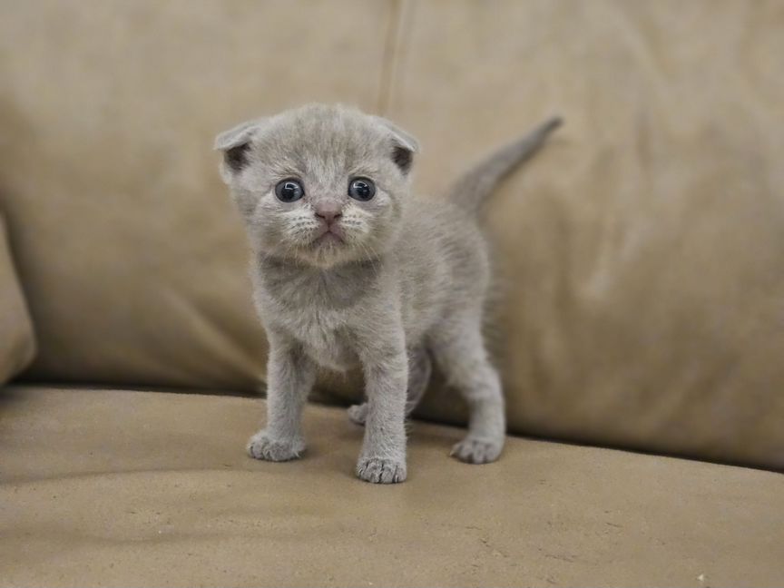 Скотиш фолд