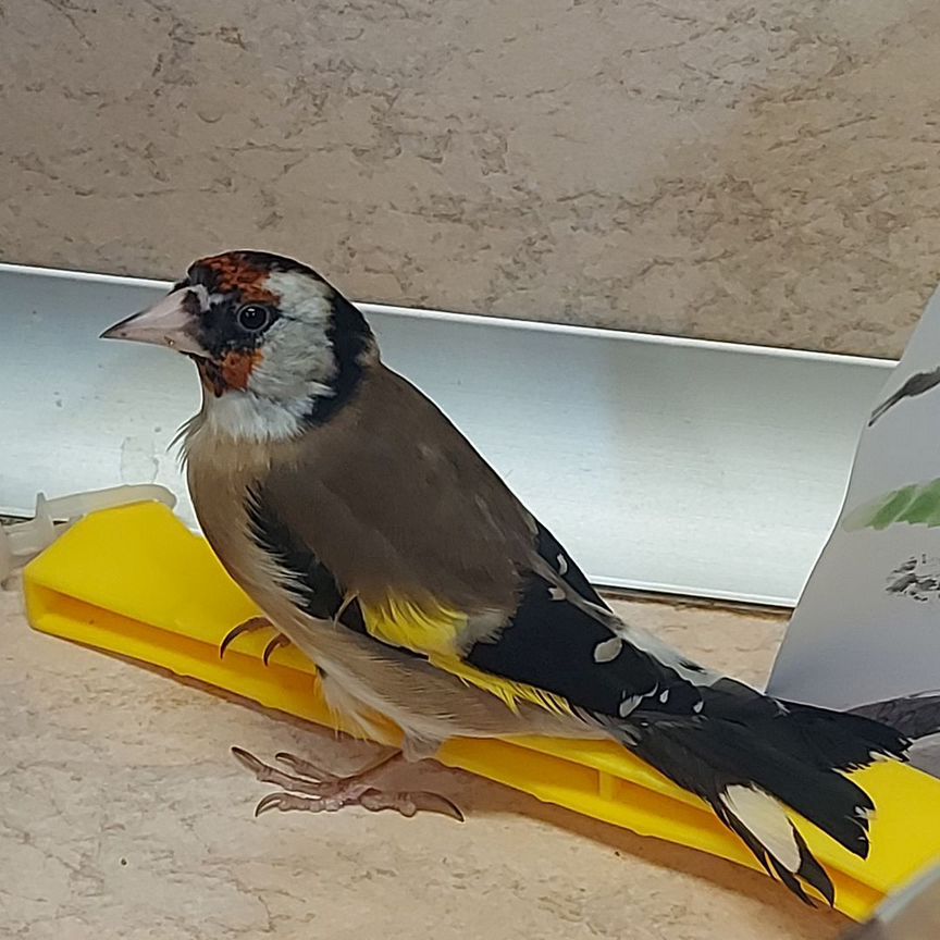 Щегол самка