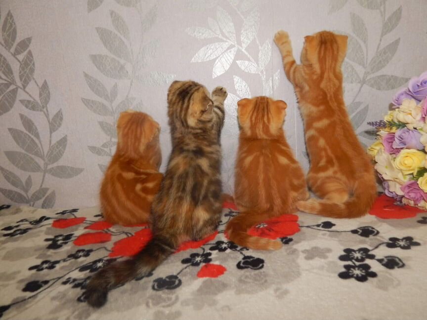 Котятинки