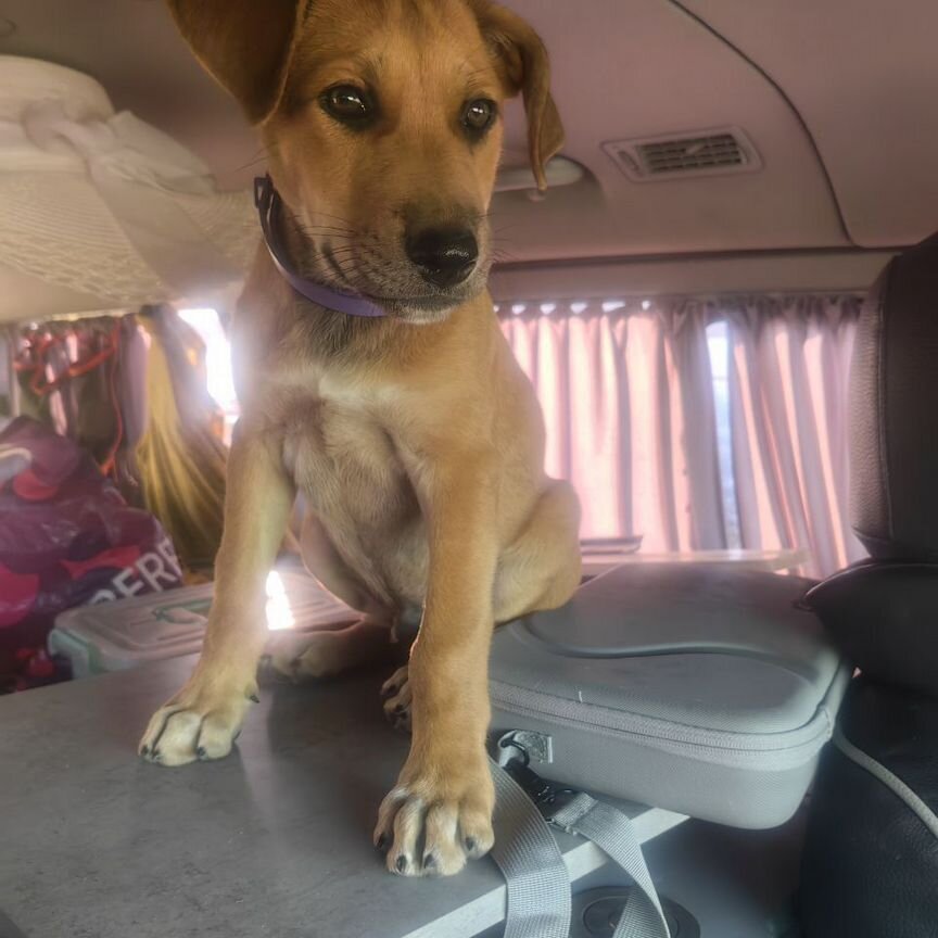 Щенок Тошка ищет любящего хозяина