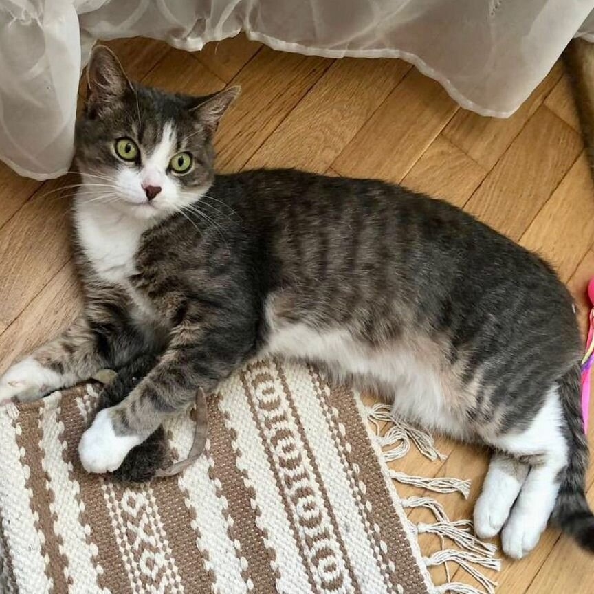 Харизматичная кошечка ищет дом