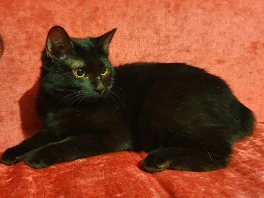 Кошечка в дар. Стеша чернушка ждет маму