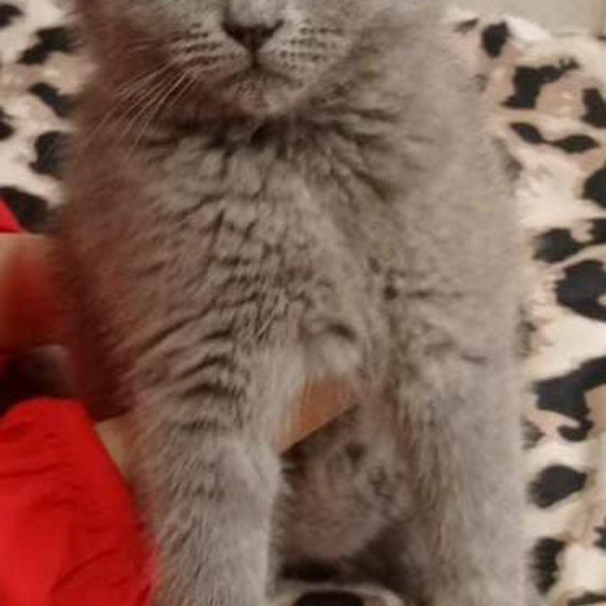 Британская кошка