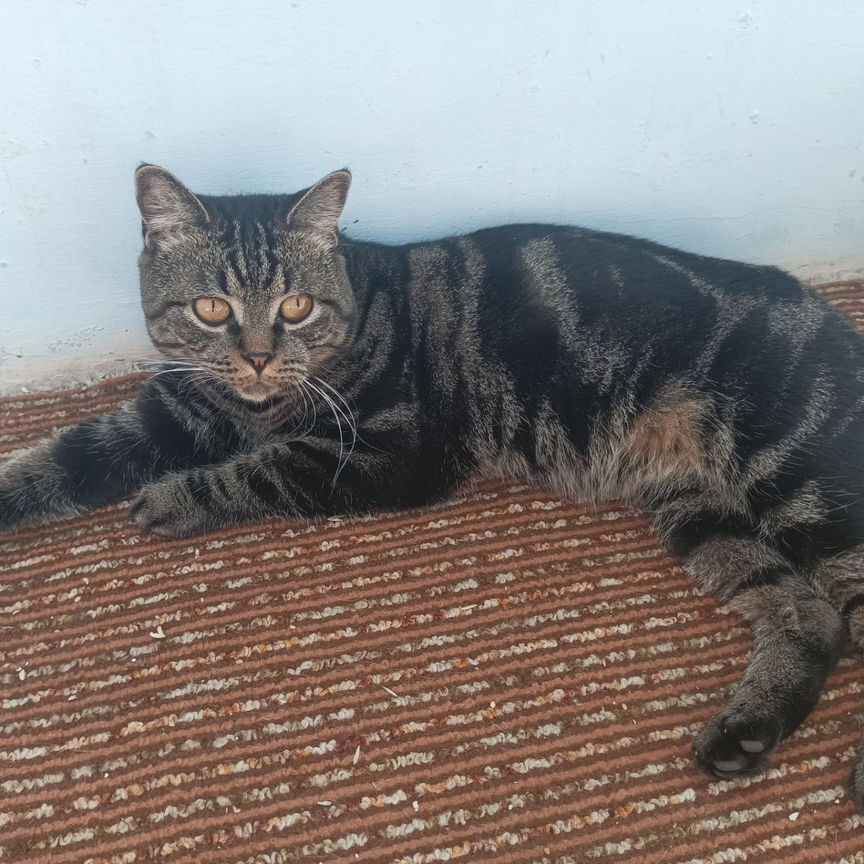 Кот помесь британца с шотландской