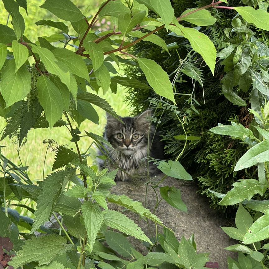 Котята в добрые руки бесплатно