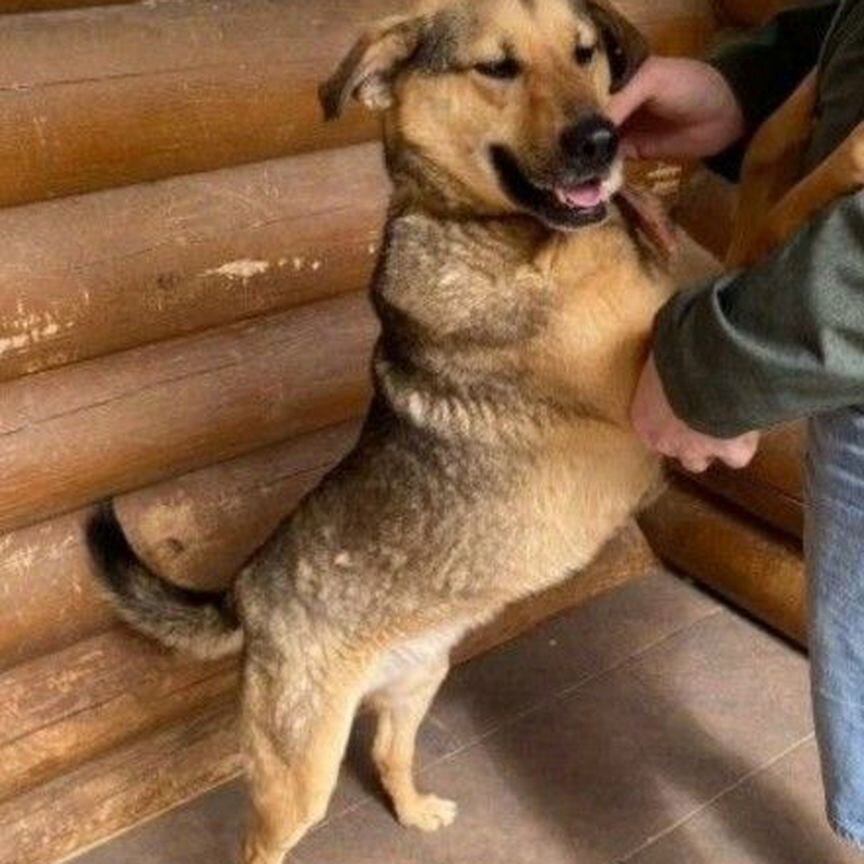 Добряку Грею очень сложно в приюте