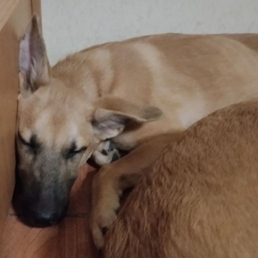 Щенок в добрые руки