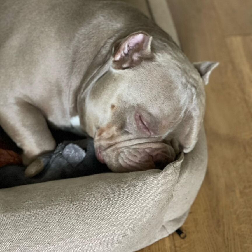 Лежанка для собак с рисом и сухой корм (разный)