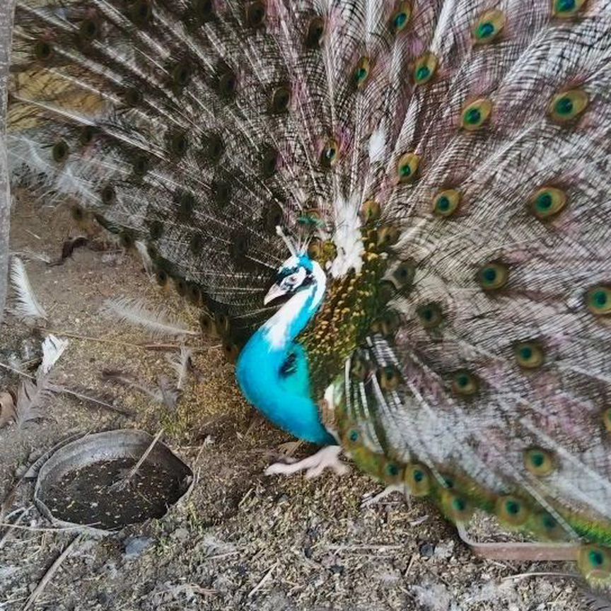 Продам самца павлина "Арлекин"