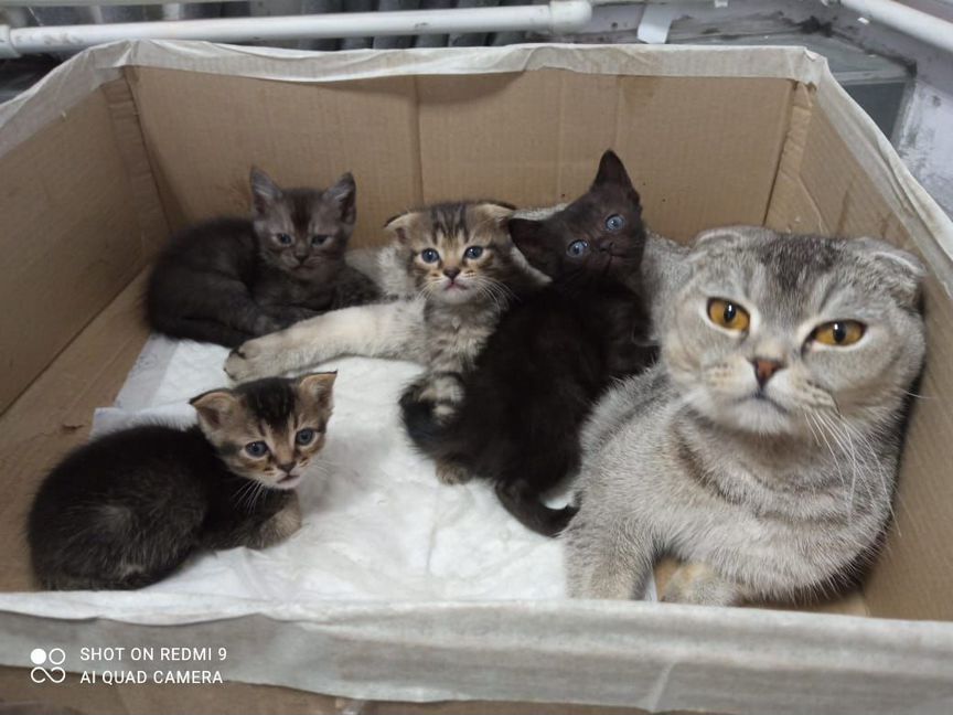 Шотландская вислоухая кошка