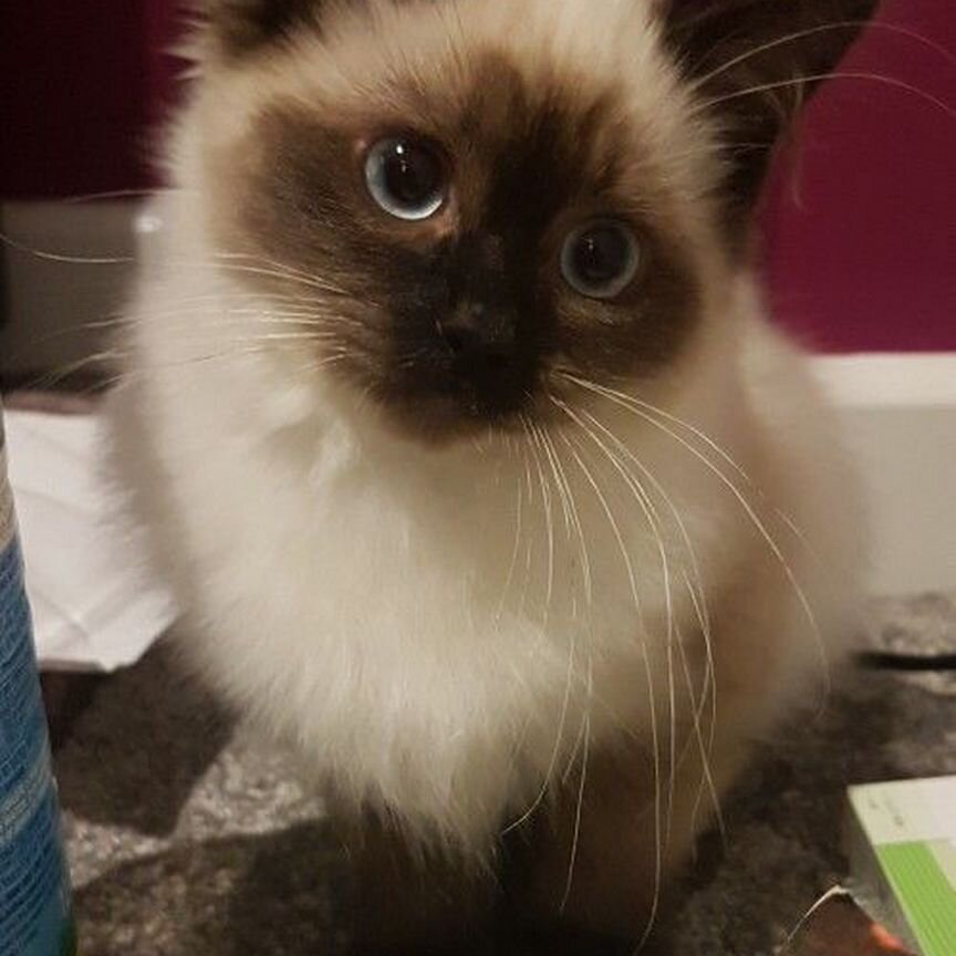 Рисую ваших питомцев