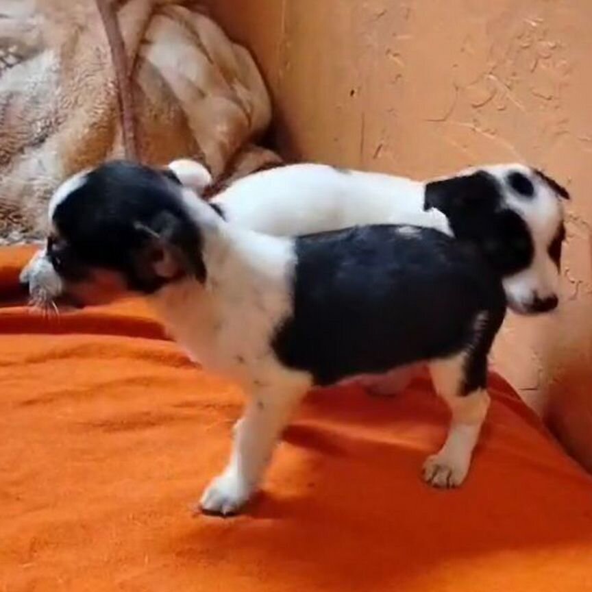 Джек-рассел-терьер, щенок