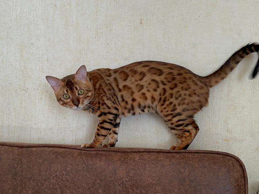 Бенгальские котята