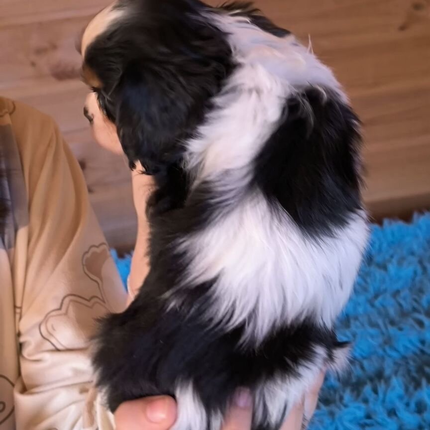 Кавалер кинг чарльз спаниель девочка