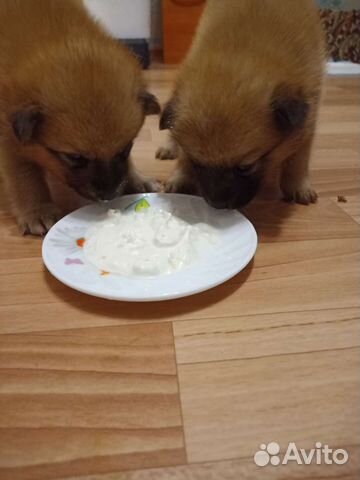 Карелофинская лайка