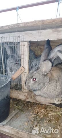 Кролики мясных пород