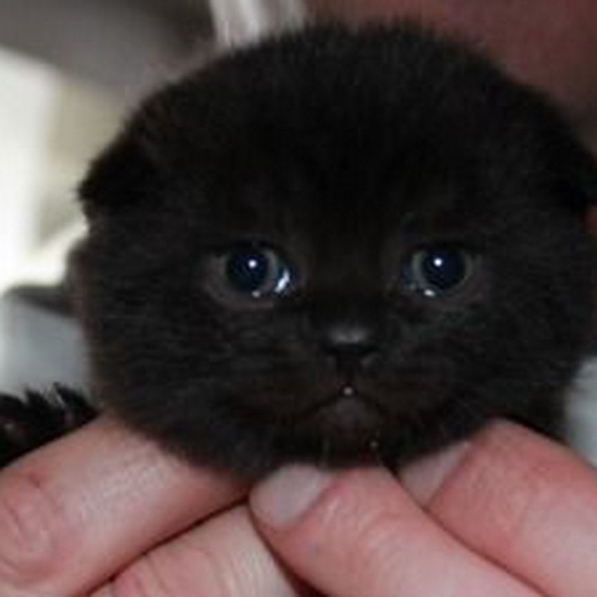 Котята шотландские черного окраса