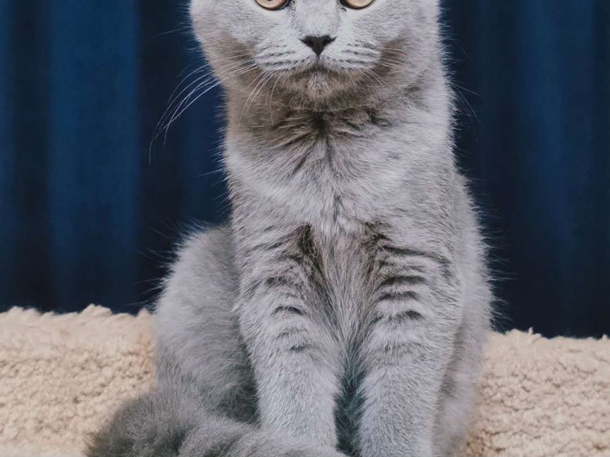 Британский котенок девочка Дэбра