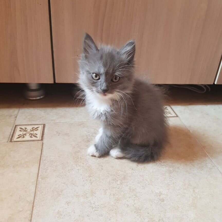 Котята Русской голубой в добрые руки