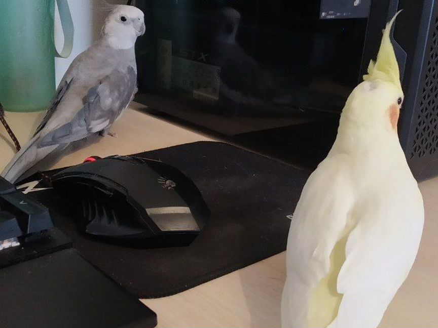 Кореллы в добрые руки