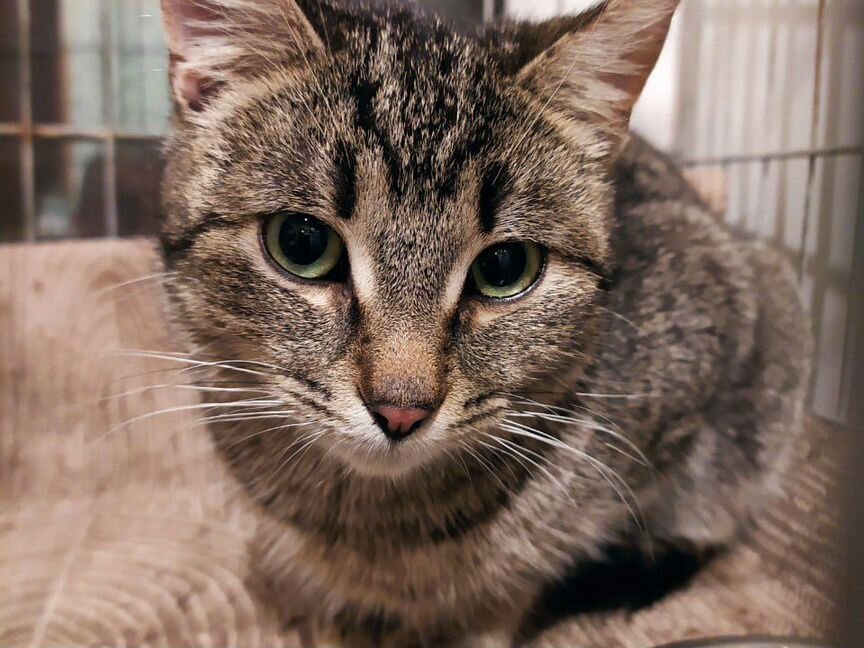 Котик ищет дом