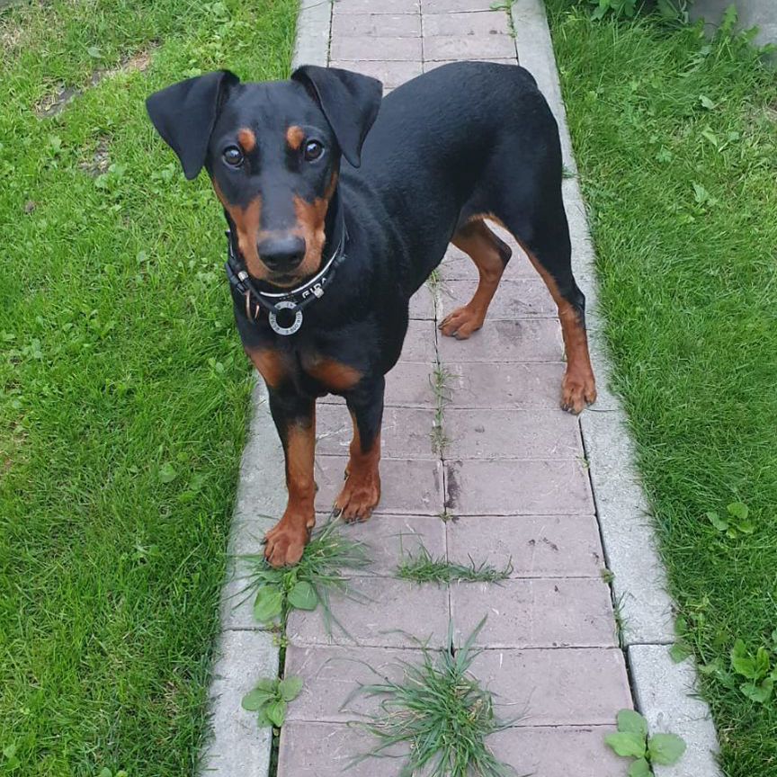 Немецкий пинчер