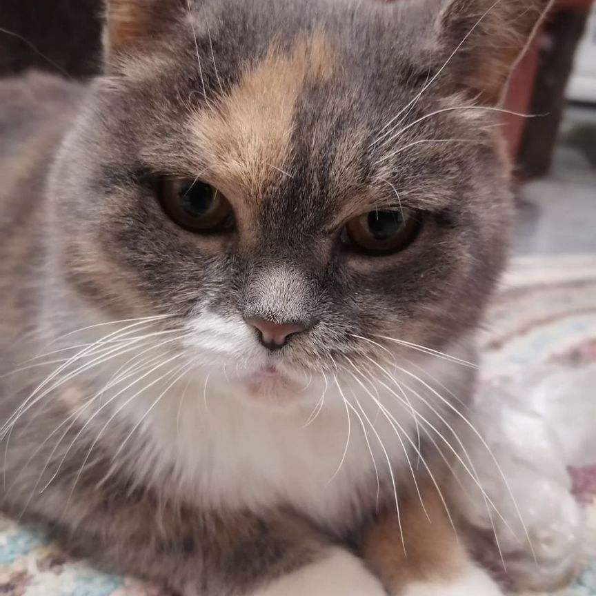 Кошечка Рыжуха ищет свой дом