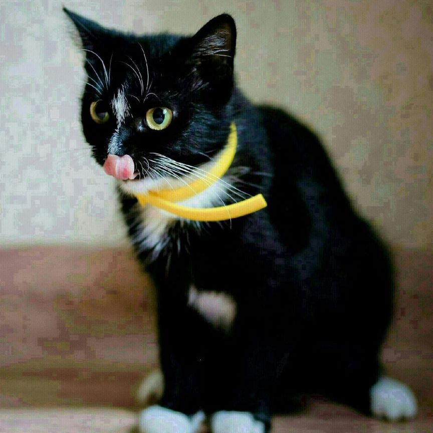 Взрослая, кошка в добрые руки