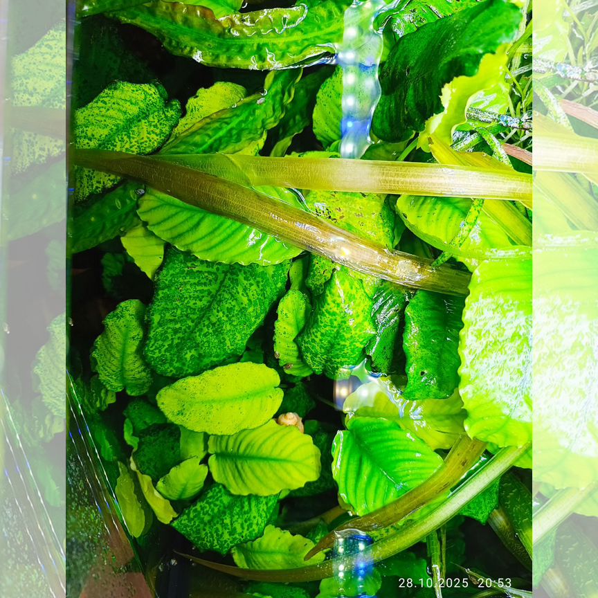 Аквариумное растение