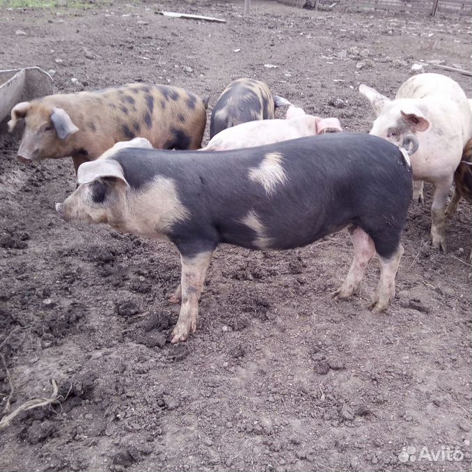 Кабанчик на племя