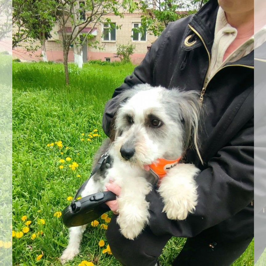 Взрослый пёс в добрые руки