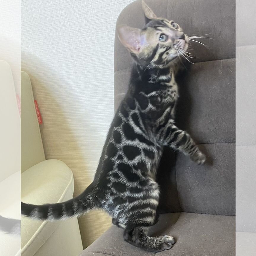 Бенгальские котята угольные