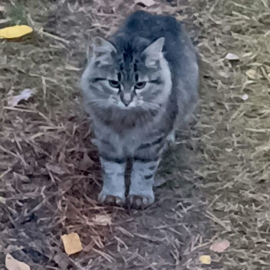 Котенок