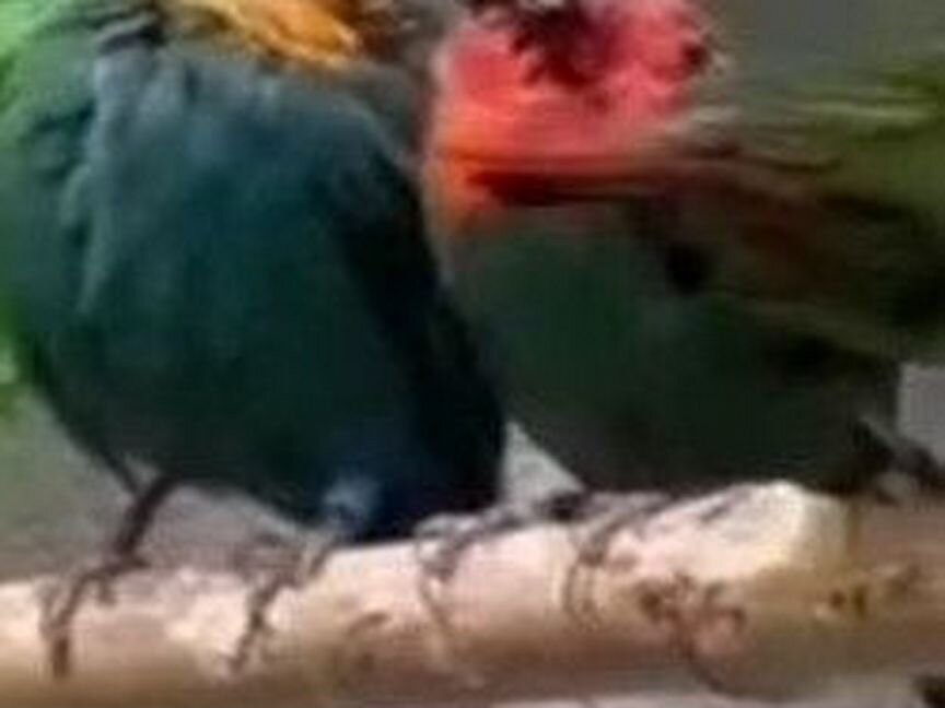 Кпа, опа попугайные амадины