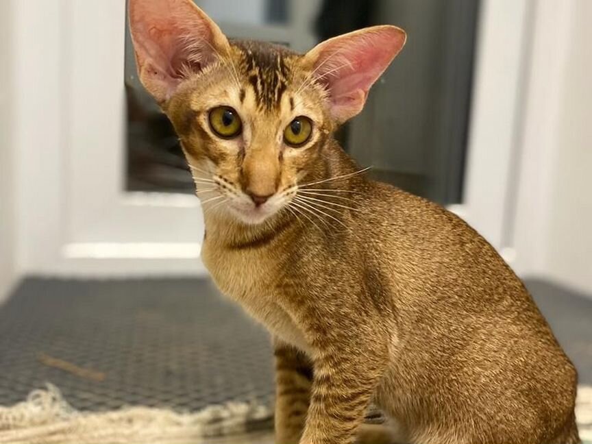 Ориентальная девочка