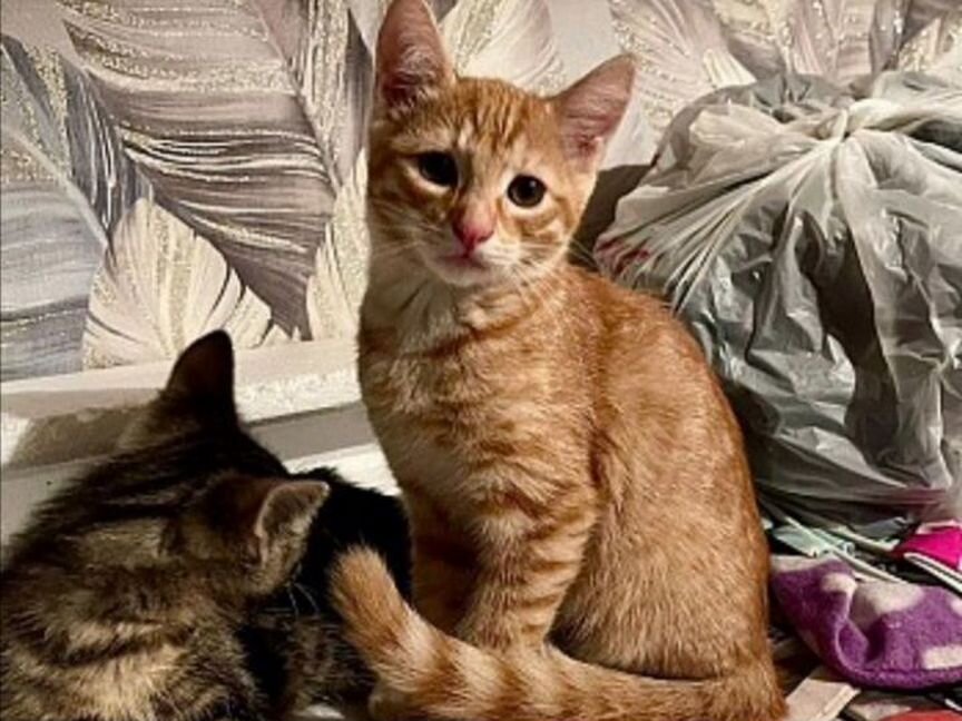 Рыжие котята 3 месяца. Отдам