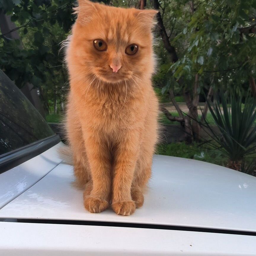 Подросток девочка ищет дом