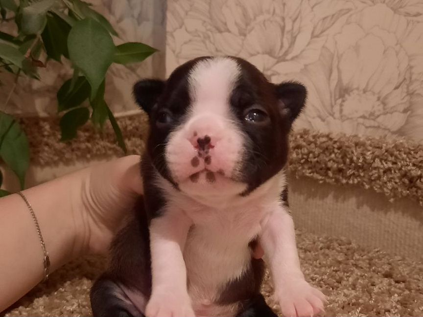 Щенки бостон терьер