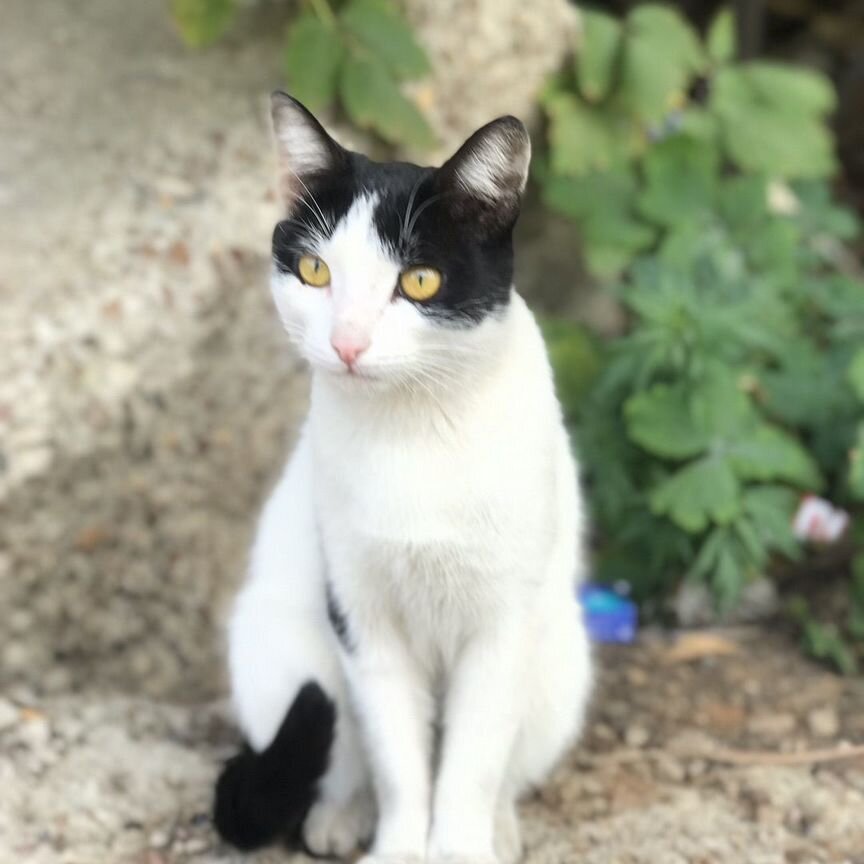 Кошечка Зося - добрая и ласковая