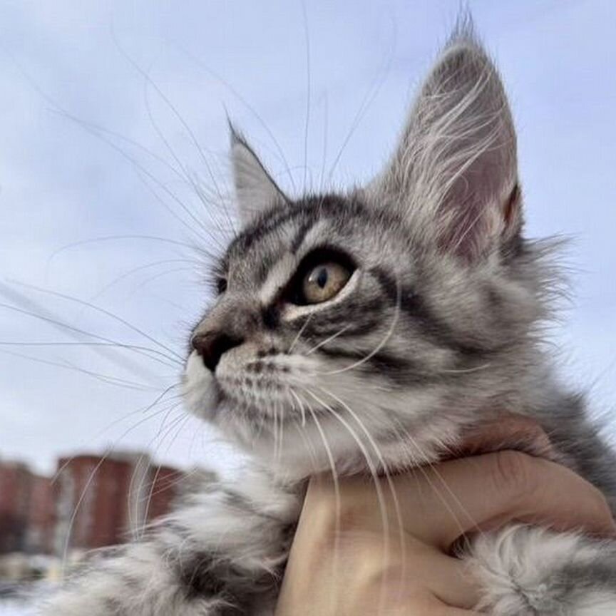 Кот мейн-кун
